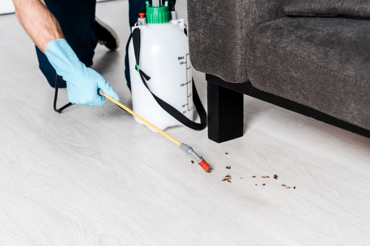 Help! What Are These Tiny White Bugs in My House? - Bob Vila