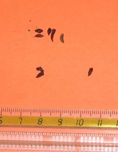 What Does Mouse Poo Look Like? How To Recognize Mouse Feces - Bob Vila