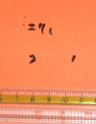 What Does Mouse Poo Look Like? How To Recognize Mouse Feces - Bob Vila