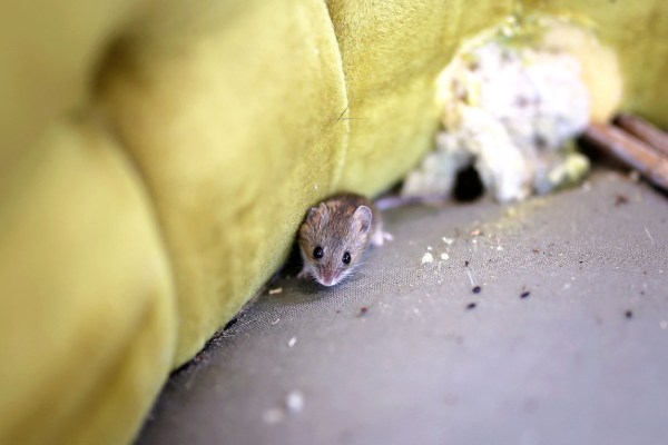 Solved! What Does a Dead Mouse Smell Like, and Does It Mean an ...