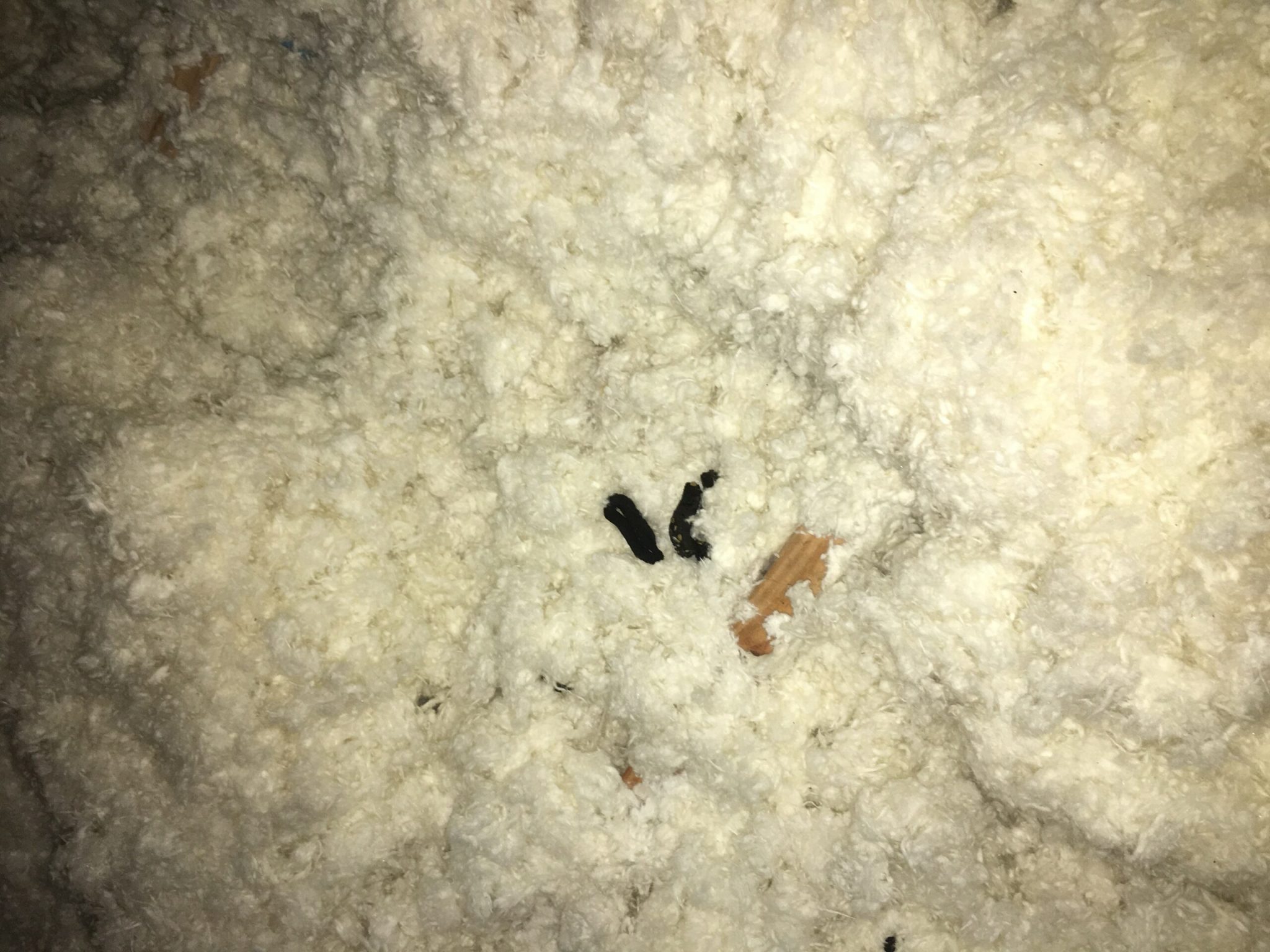 What Does Raccoon Poop Look Like? - Bob Vila