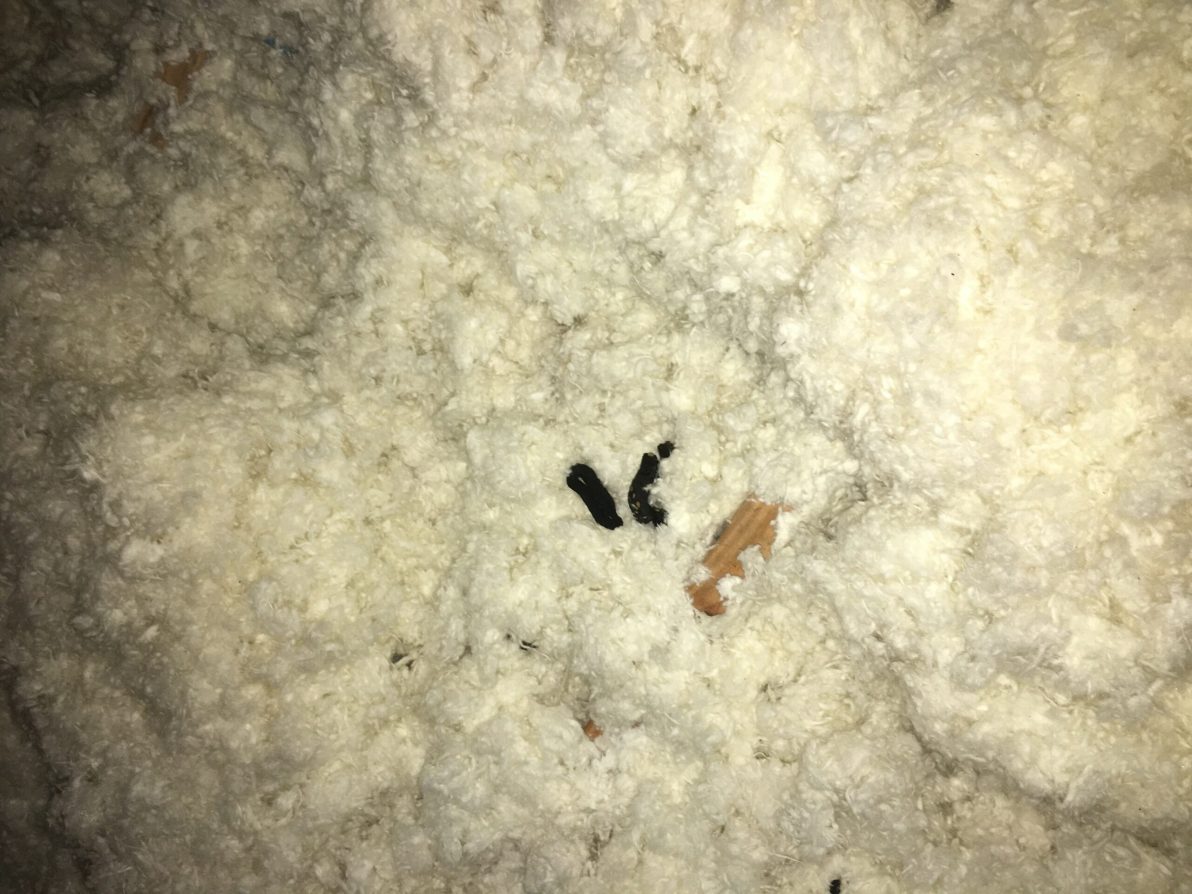 What Does Raccoon Poop Look Like? - Bob Vila