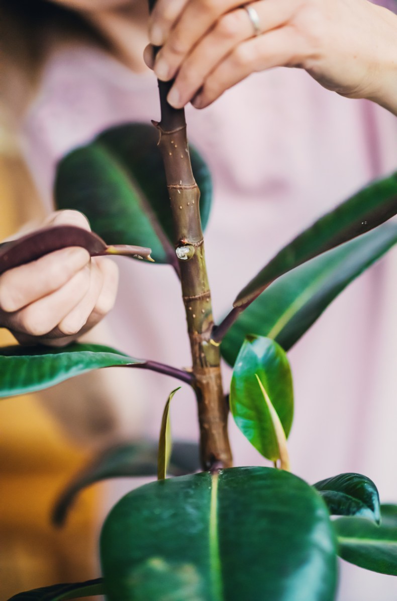 Air Layering Propagation 101 - Bob Vila