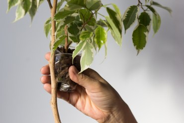 Air Layering Propagation 101 - Bob Vila