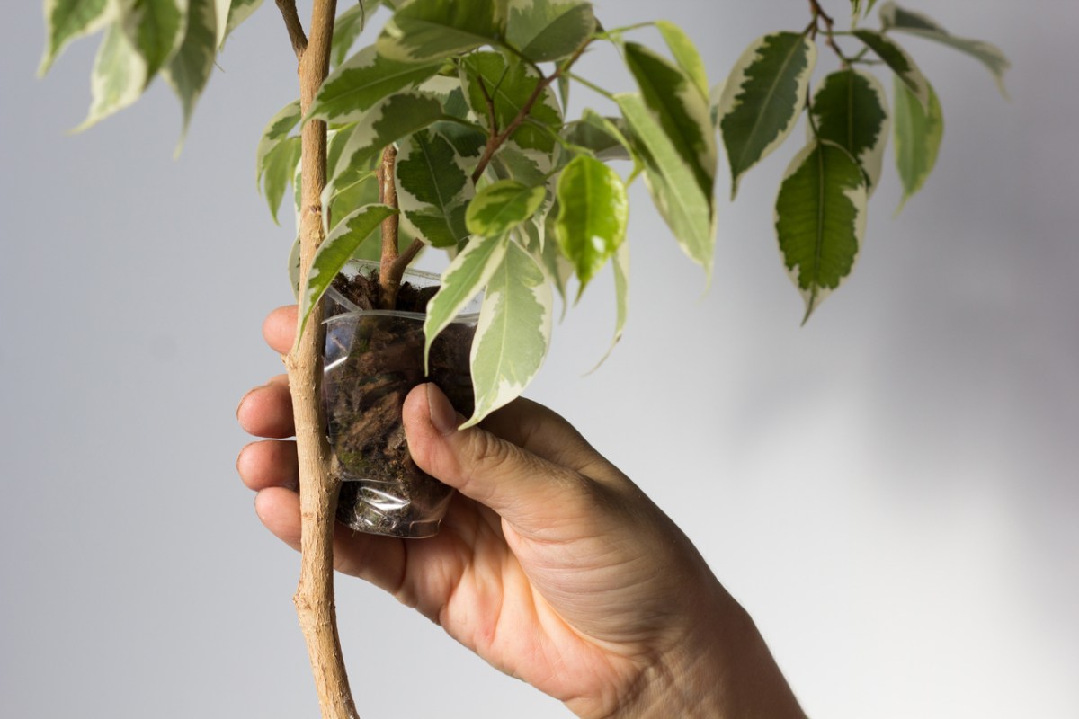 Air Layering Propagation 101 - Bob Vila