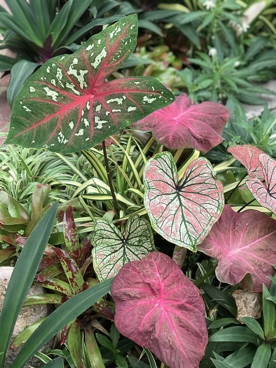 Arrowhead Plant Care 101