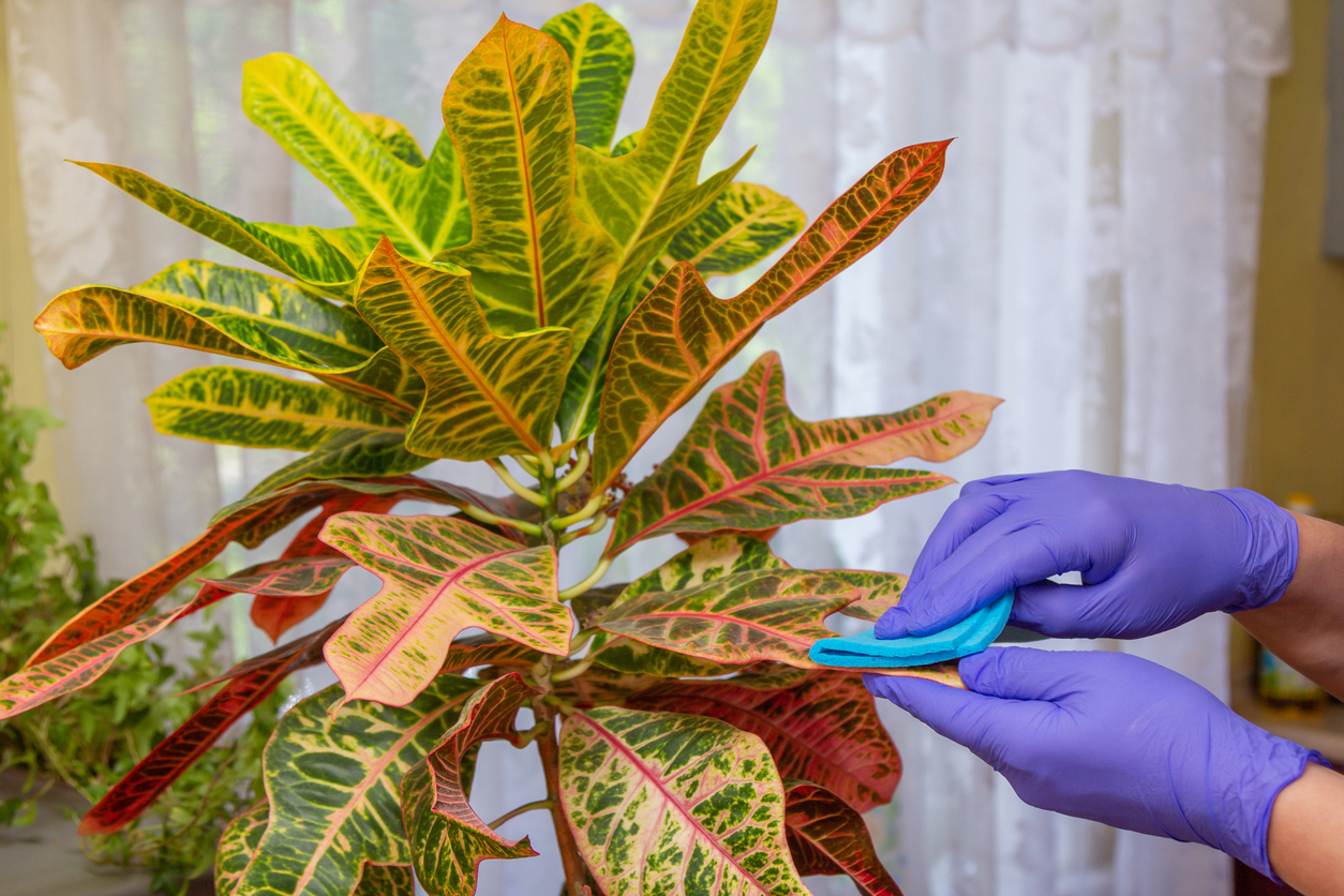 Croton Plant Care 101 - Bob Vila
