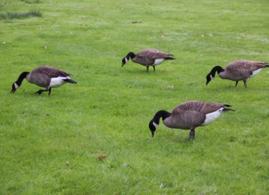 How to Get Rid of Geese: Surefire Steps That'll Keep Them Away for Good