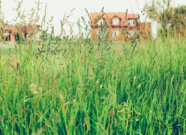 How to Get Rid of Geese: Surefire Steps That'll Keep Them Away for Good