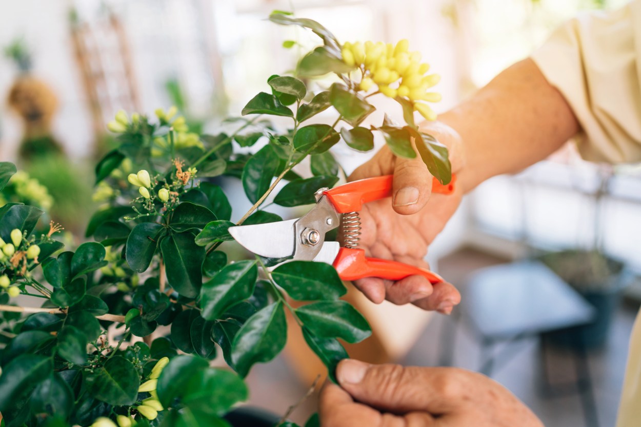 How to Get Rid of Scale on Plants in 5 Easy Steps - Bob Vila