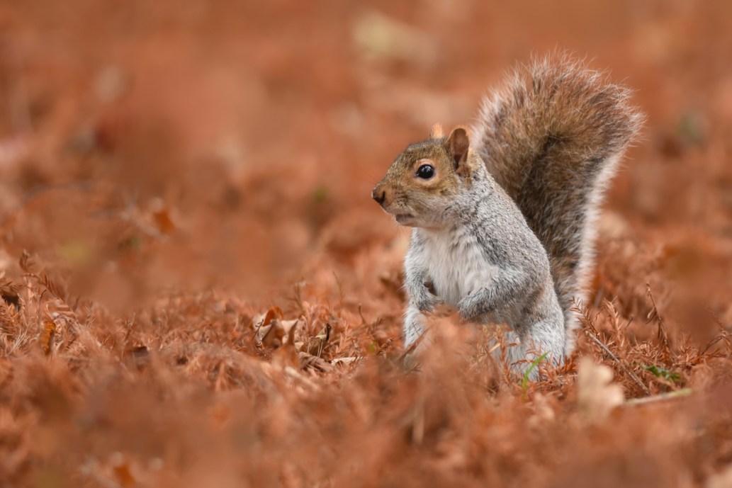 7 Types of Squirrels Everyone with a Backyard Should Know - Bob Vila