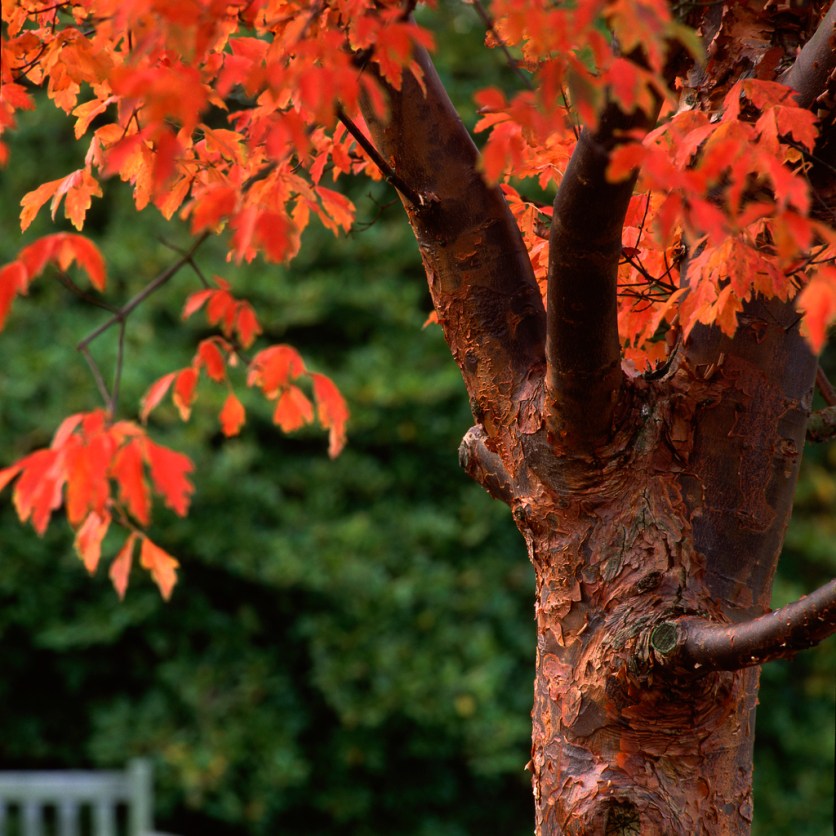 6 Types of Maple Trees You Might Find on Your Property