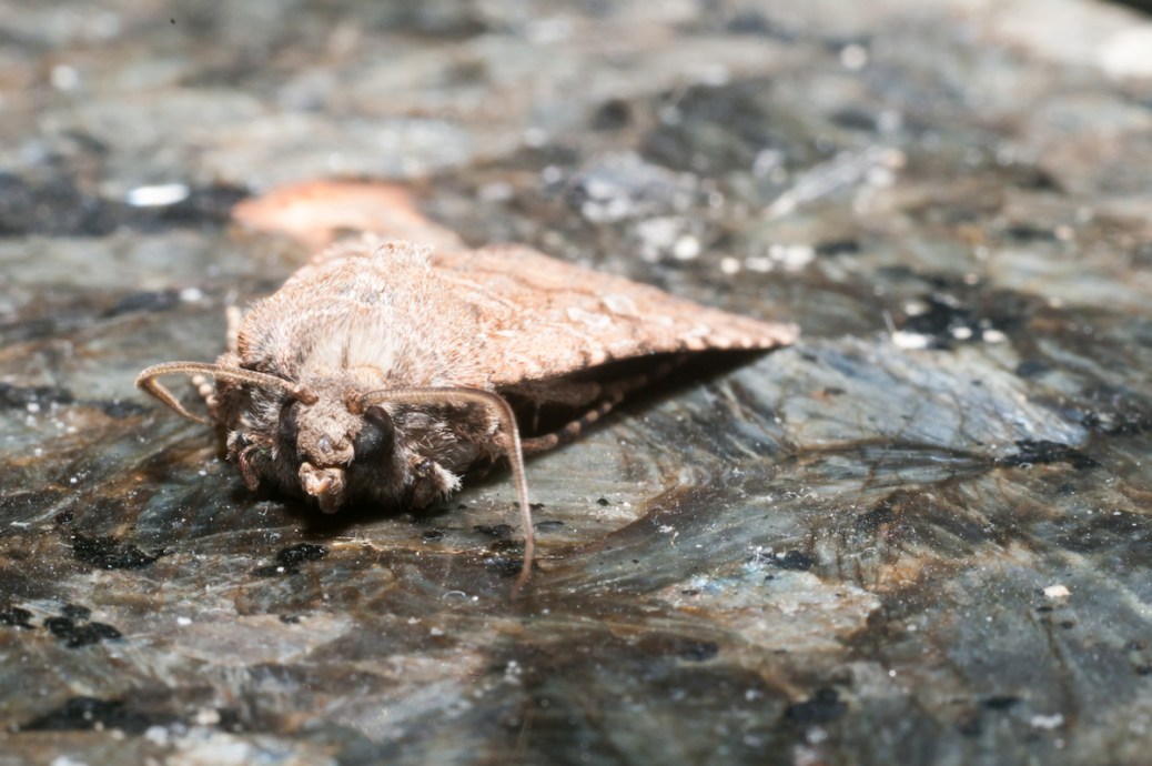 10 Types of Moths Every Homeowner Should Know - Bob Vila