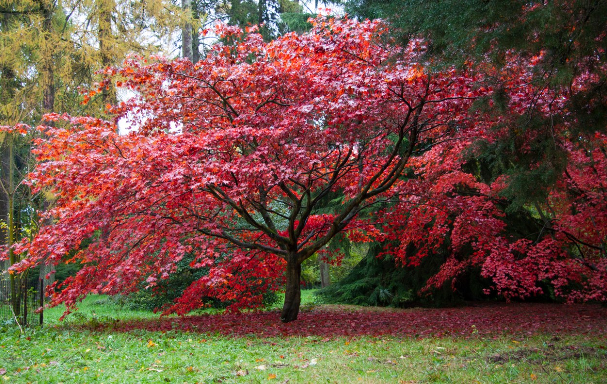 6 Types of Maple Trees You Might Find on Your Property