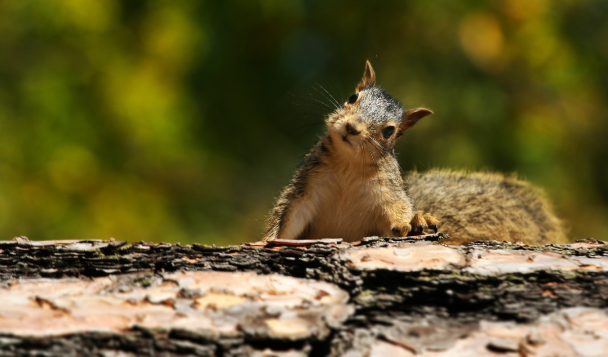 7 Types of Squirrels Everyone with a Backyard Should Know - Bob Vila