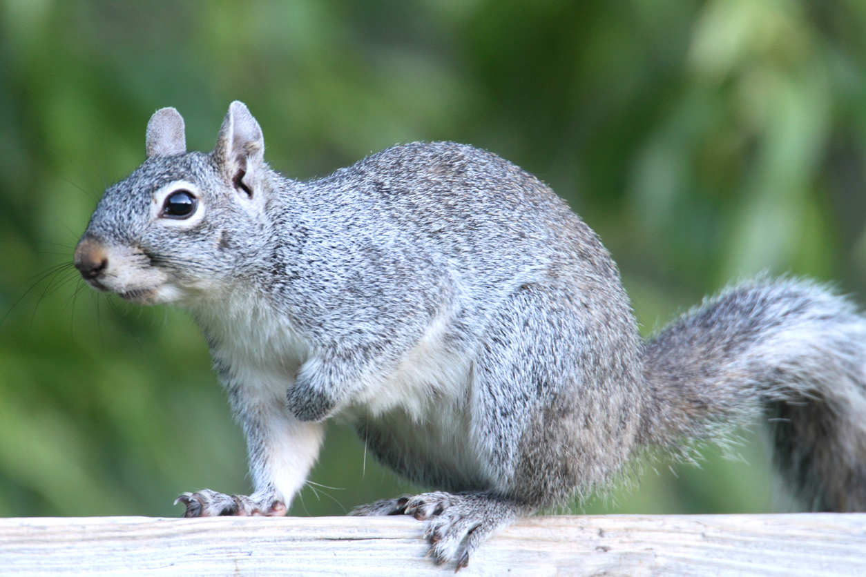 7 Types of Squirrels Everyone with a Backyard Should Know - Bob Vila