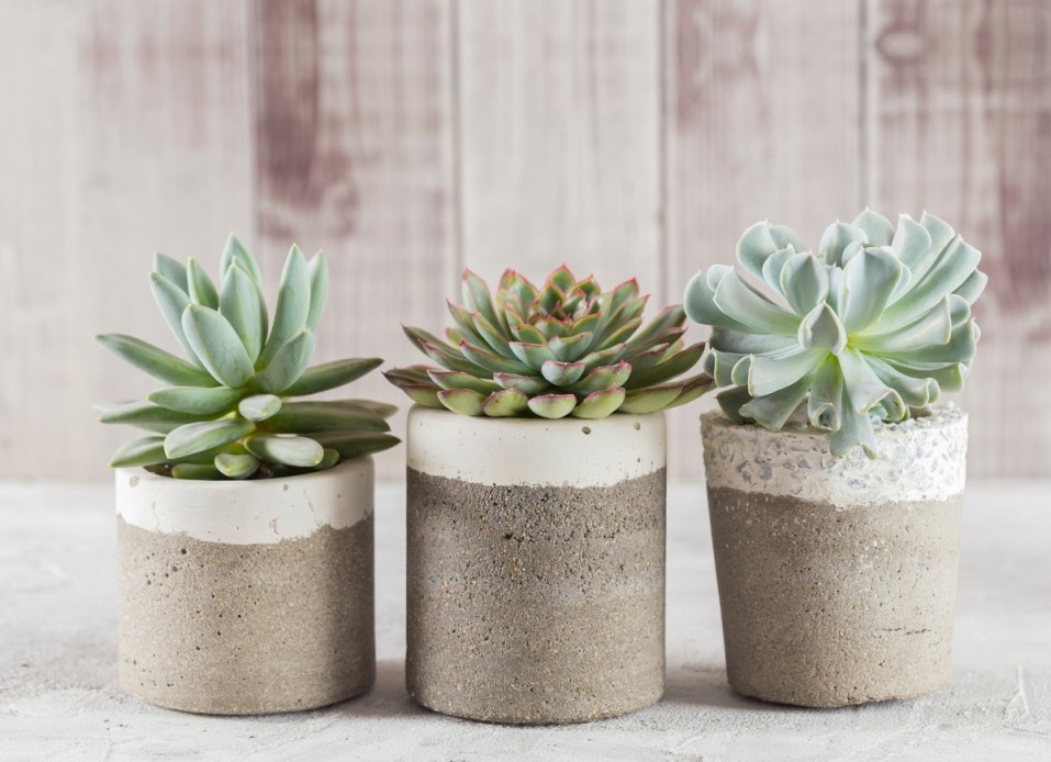 25 Types of Succulents + Pictures - Bob Vila