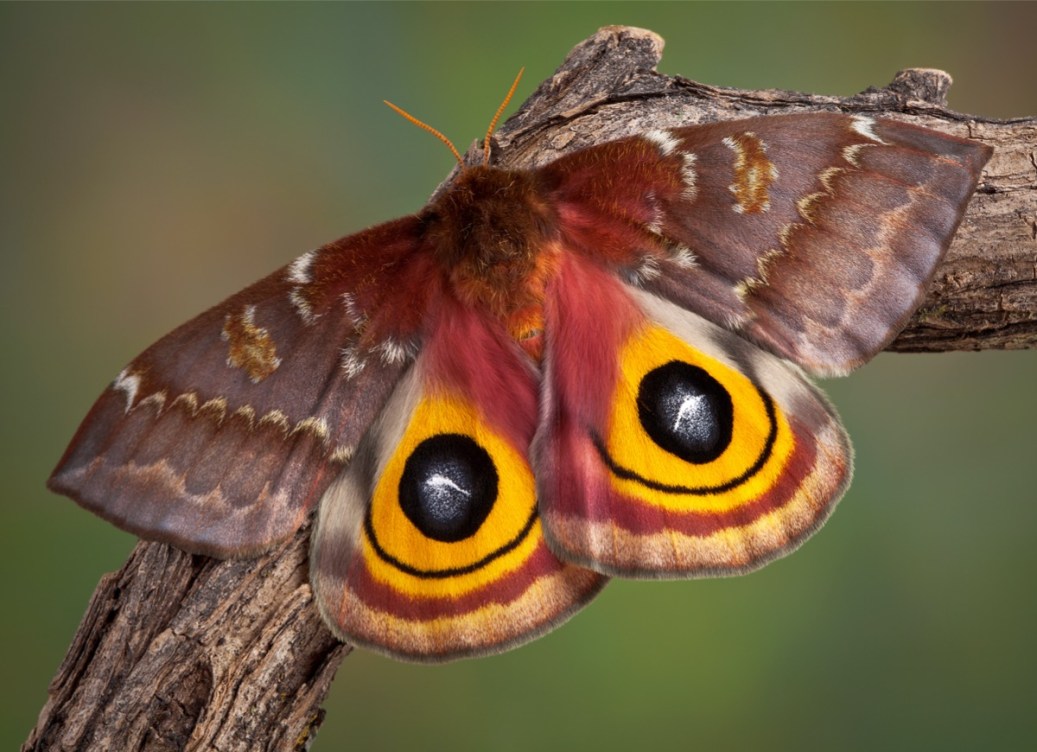 10 Types of Moths Every Homeowner Should Know - Bob Vila