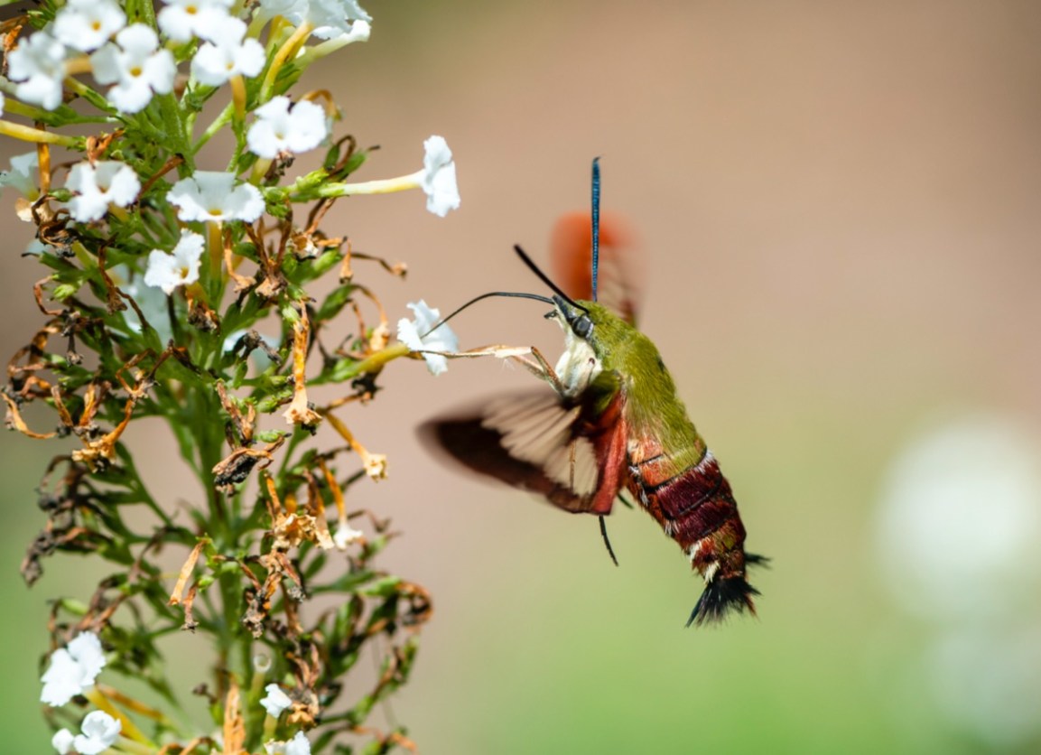 10 Types of Moths Every Homeowner Should Know - Bob Vila