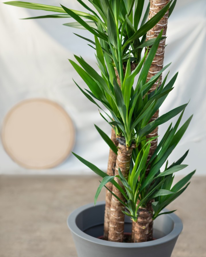 Yucca Plant Care 101 - Bob Vila