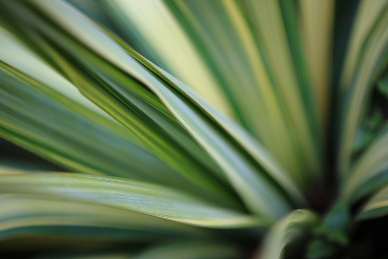 Yucca Plant Care 101 - Bob Vila