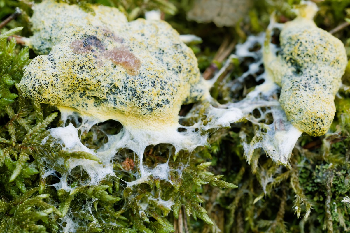 Dog Vomit Fungus Benefits