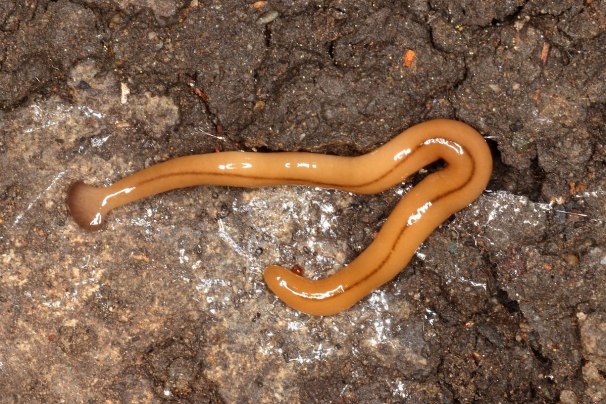 How to Get Rid of Hammerhead Worms in Your Garden