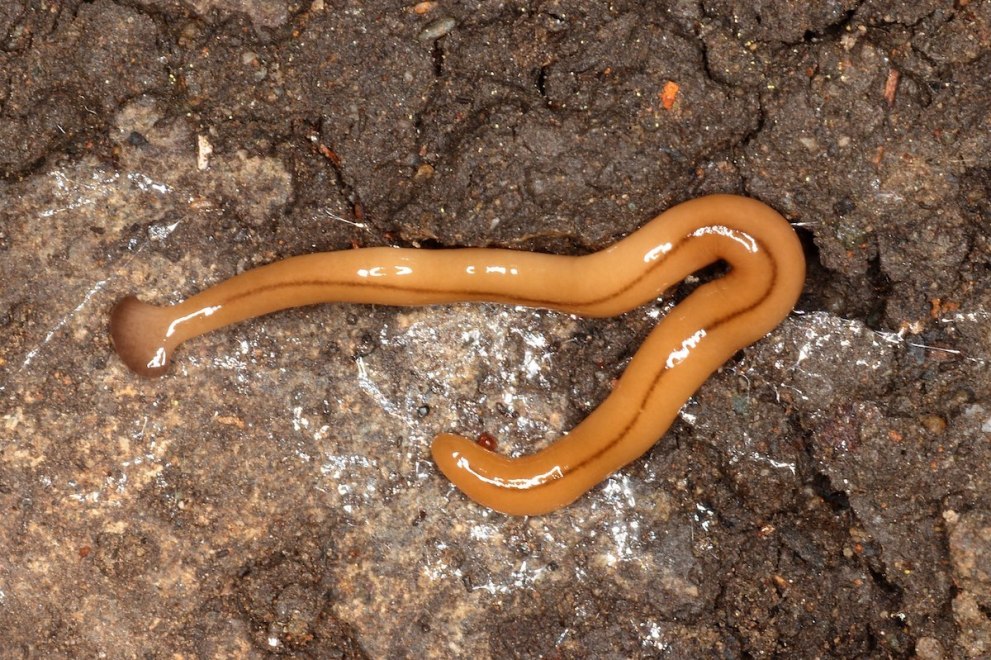 How to Get Rid of Hammerhead Worms in Your Garden