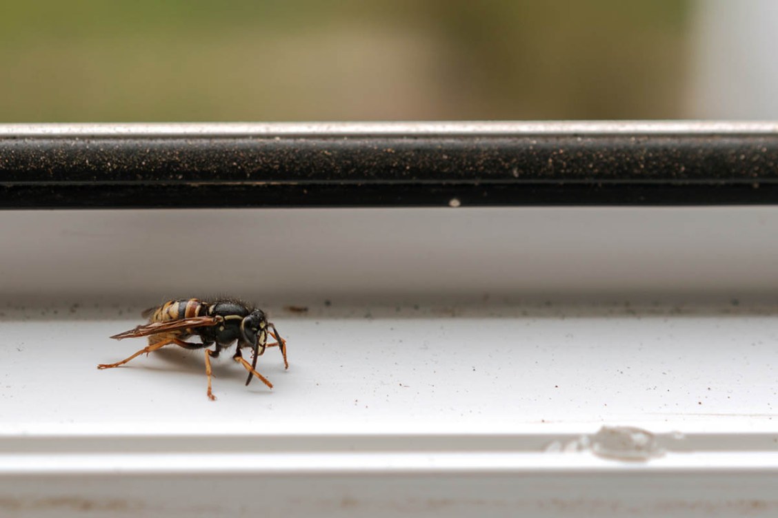 I Have Bites—But No Signs of Bugs in My Home. What's Happening? - Bob Vila