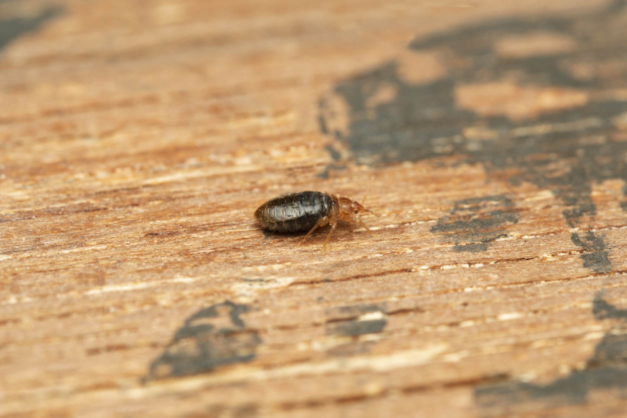 What Are These Bugs That Look Like Bed Bugs in My Home? - Bob Vila