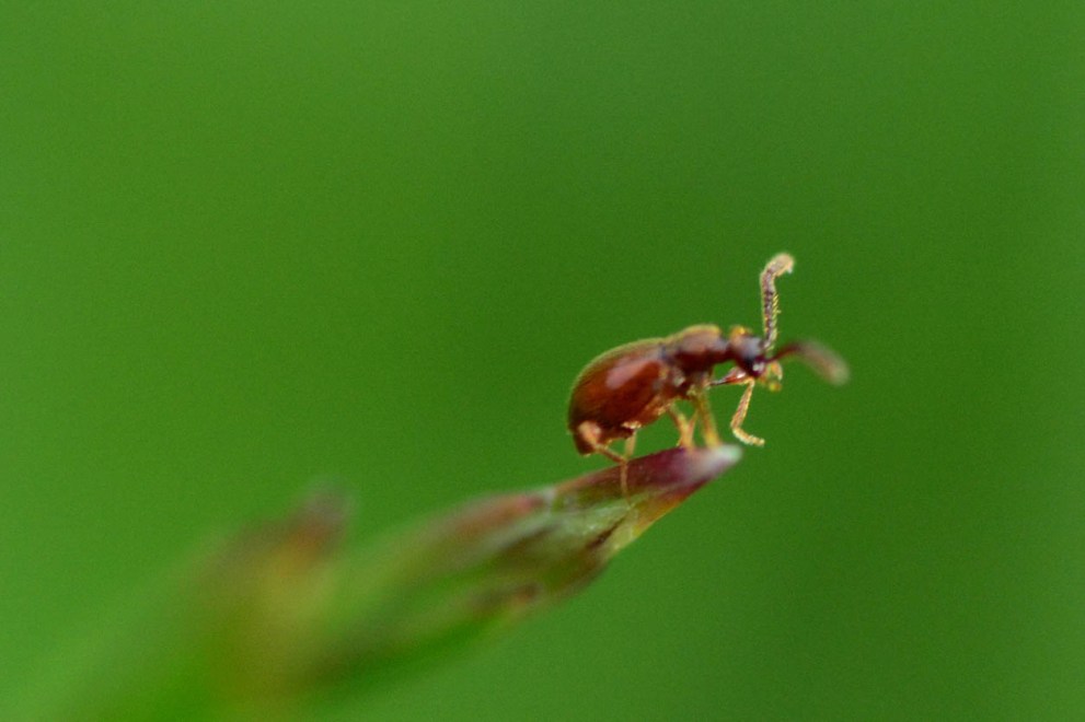 What Are These Bugs That Look Like Bed Bugs in My Home? - Bob Vila