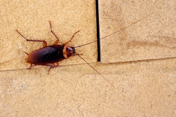 How To Distinguish Cockroaches From Bugs That Look Like Cockroaches ...