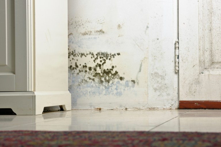 How To Get Rid of Mold In Basement - Bob Vila