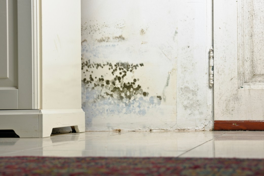 How To Get Rid of Mold In Basement - Bob Vila