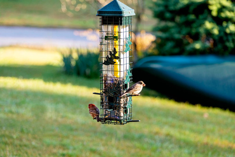 The Best Bird Feeders - Tested by Bob Vila