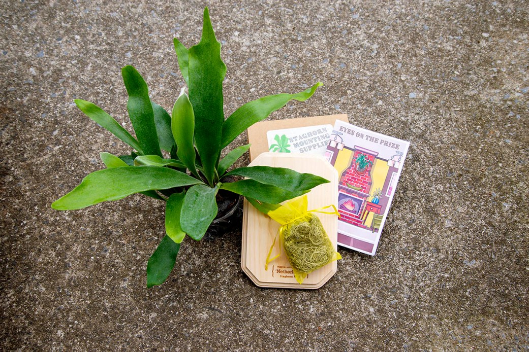 The Best Plant Subscription Boxes - Tested by Bob Vila