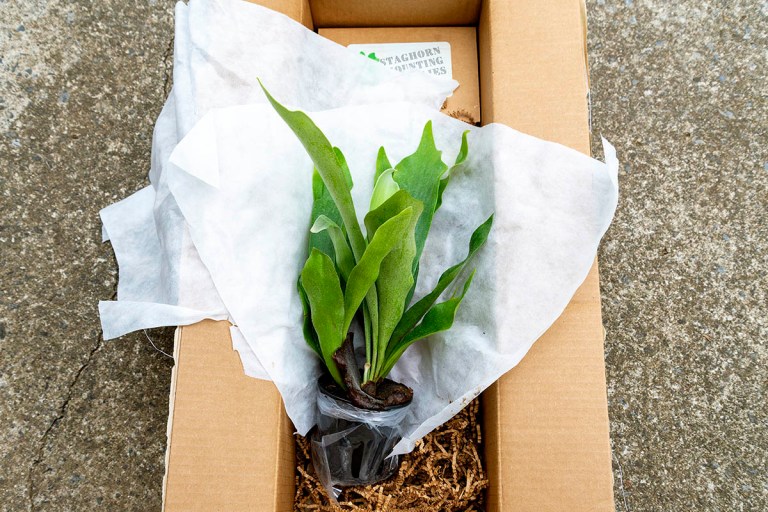 The Best Plant Subscription Boxes - Tested by Bob Vila