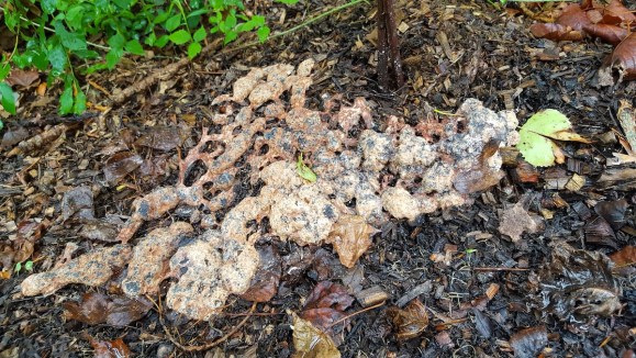 What to Do About Dog Vomit Slime Mold