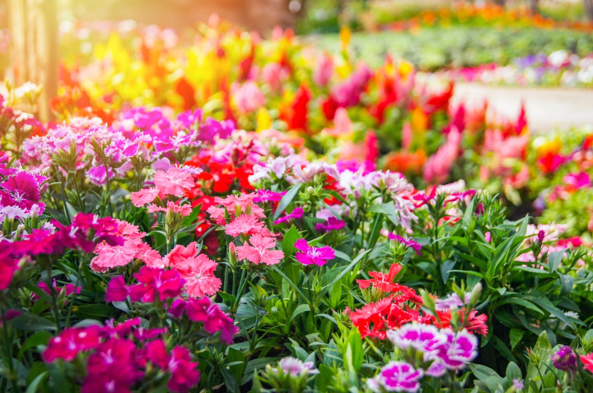 Annuals vs. Perennials: 8 Things Every Home Gardener Should Know - Bob Vila