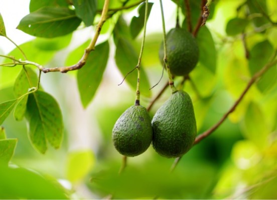 Avocado Plant Care | Watering, Fertilizing, Pruning, and Propagating
