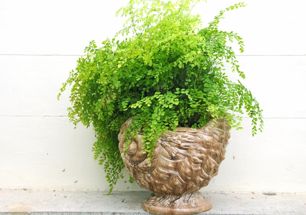 Baby Tears Plant Care 101 - Bob Vila