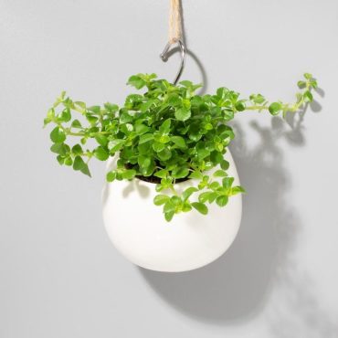Baby Tears Plant Care 101 - Bob Vila