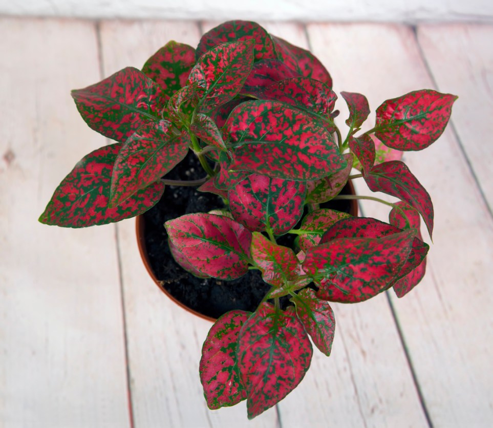 Polka Dot Plant Care 101 - Bob Vila