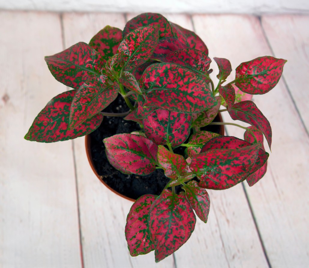 Polka Dot Plant Care 101 - Bob Vila
