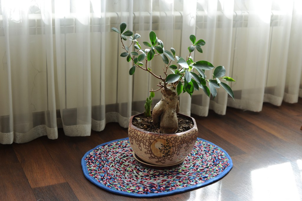 What is "Bright, Indirect Light"? - Advice From Bob Vila