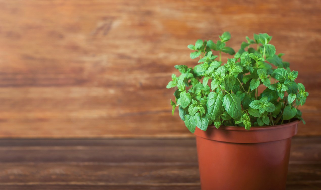 14 Fragrant Indoor Plants That'll Make Your Home Smell Amazing - Bob Vila
