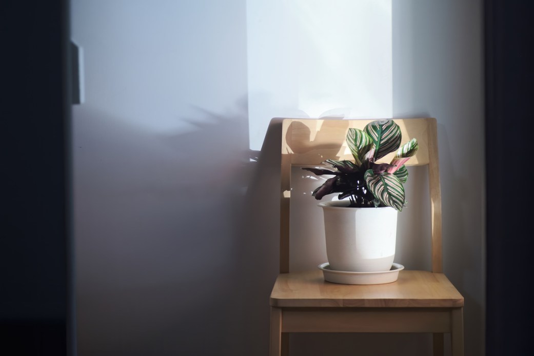 What is "Bright, Indirect Light"? - Advice From Bob Vila