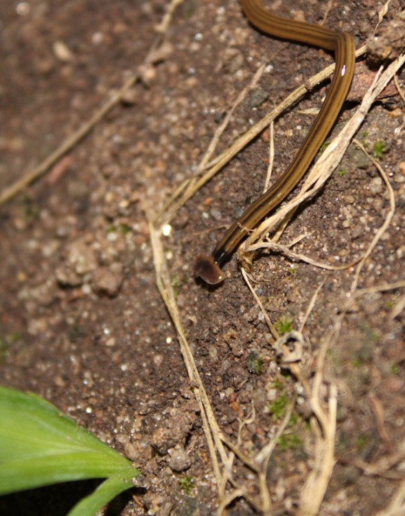How to Get Rid of Hammerhead Worms, Safely and Effectively - Bob Vila
