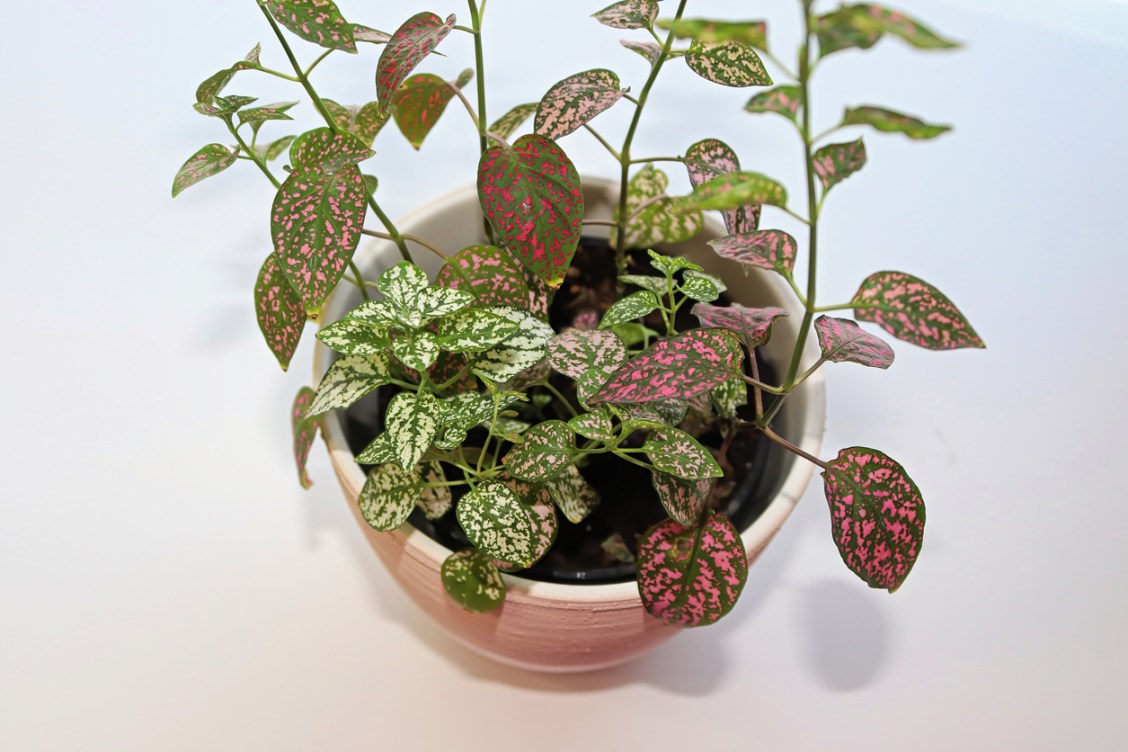 Polka Dot Plant Care 101 - Bob Vila