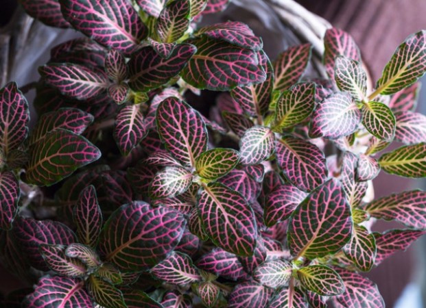 Nerve Plant Care 101 - Bob Vila